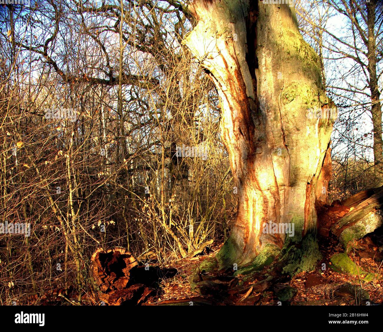 Hollowed out tree stump hi-res stock photography and images - Alamy
