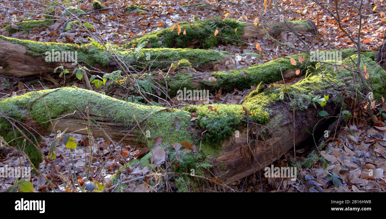 View of rotted trees covered with moss Stock Photo - Alamy
