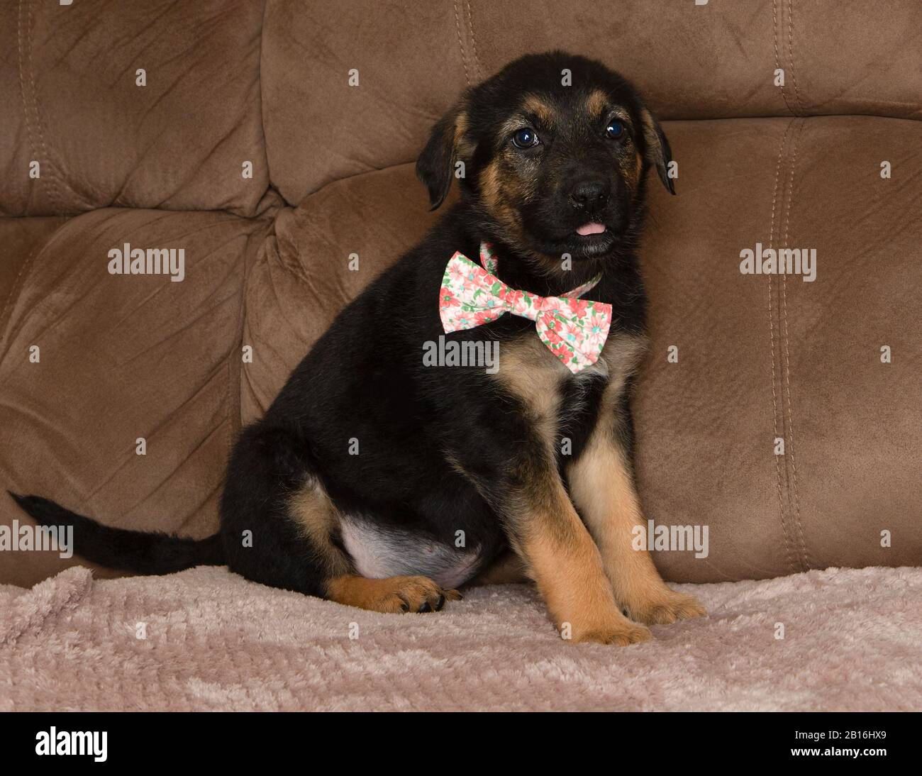 German shepherd mix puppy wearing a bow tie sitting and sticking tongue ...