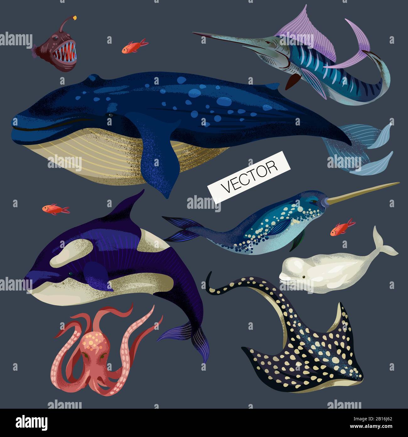 Marine Biology Whales