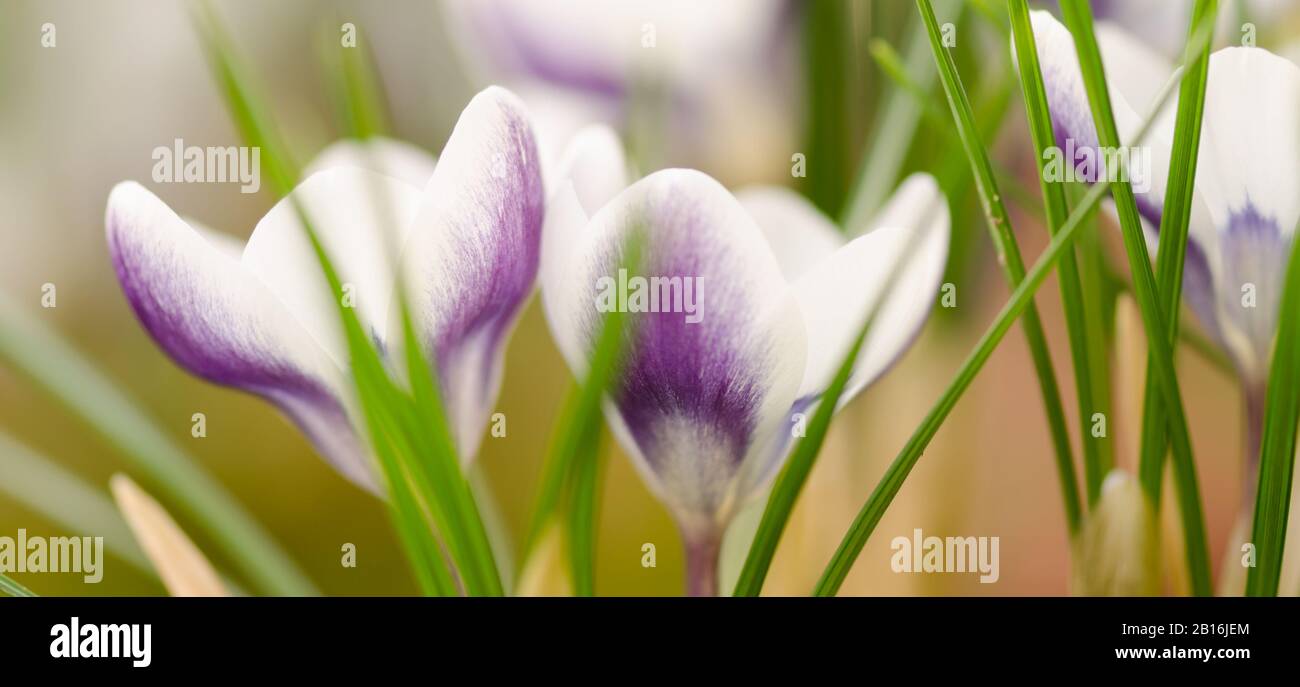 Crocus vernus 'Queen of the blues' spring flowers Stock Photo - Alamy