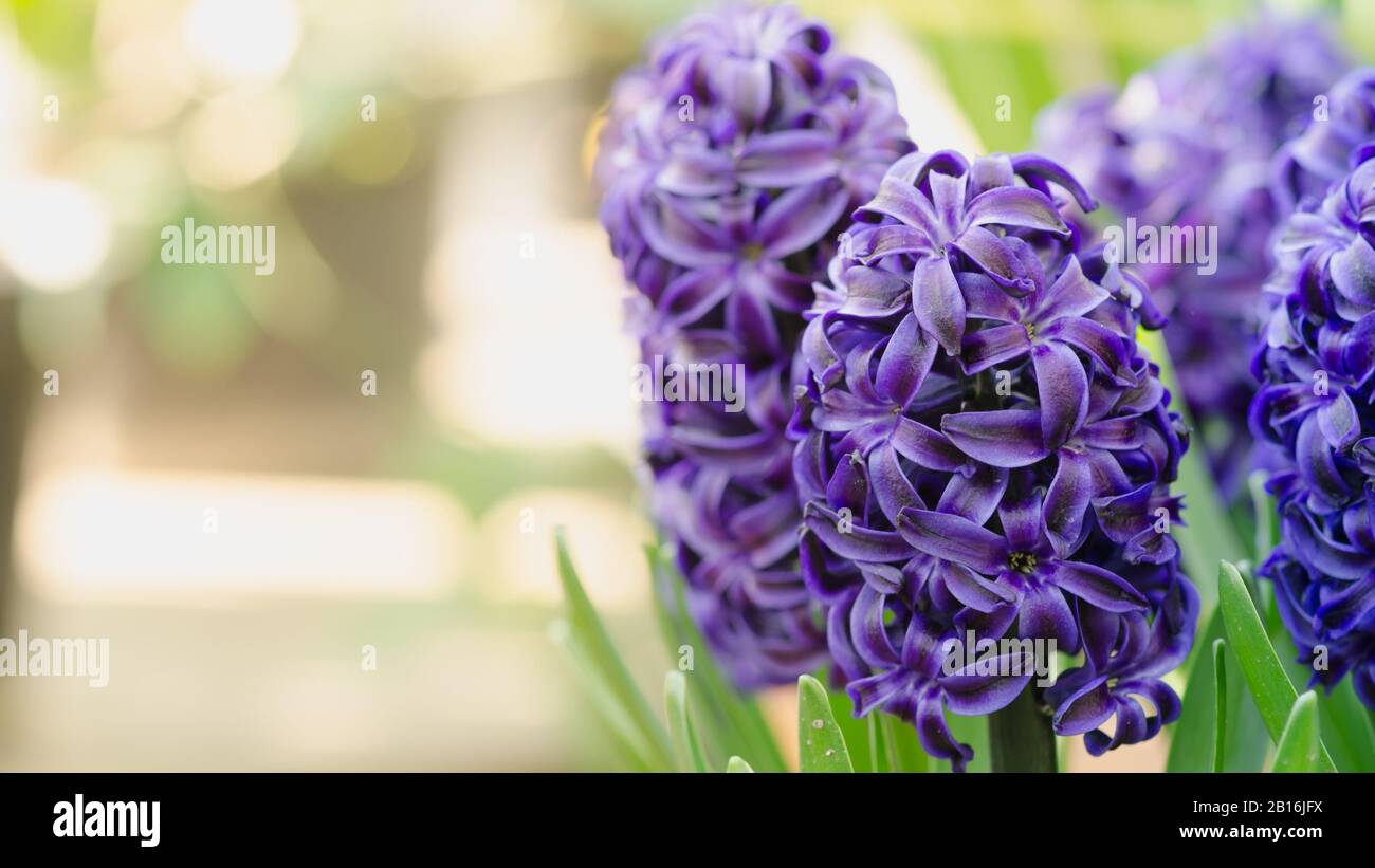 Hyacinth 'Delft Blue' bloomed in the greenhouse Stock Photo - Alamy