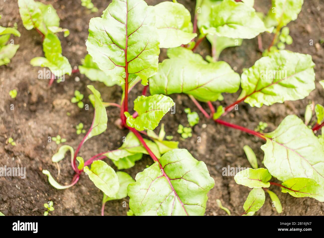 Ground beet shoots red purple stems. Garden plant green leaf. Farmers ...