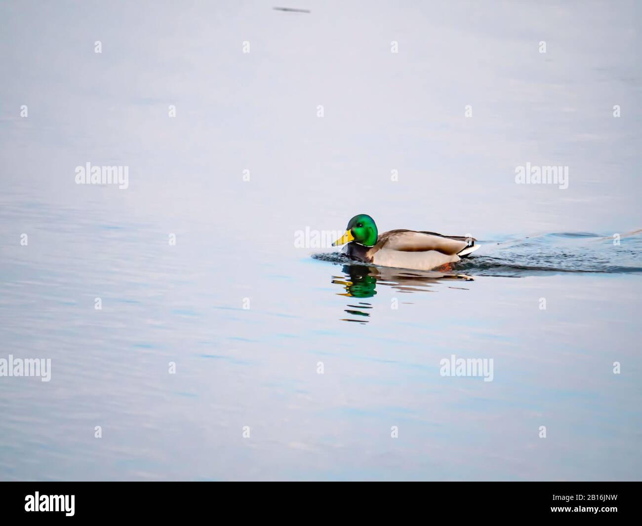 Bird duck drake floating on the water Stock Photo - Alamy