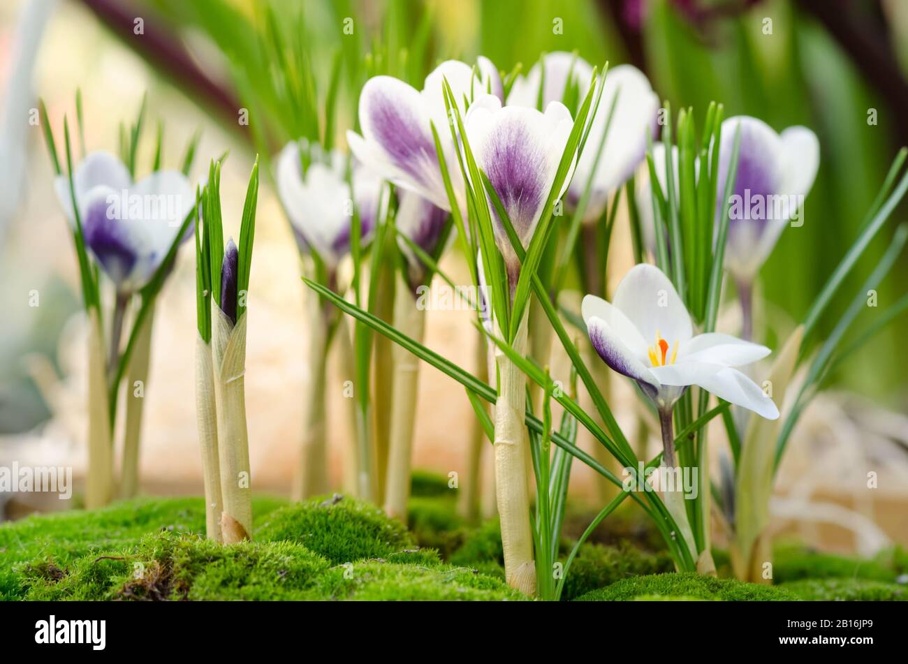 Crocus vernus 'Queen of the blues' spring flowers Stock Photo - Alamy