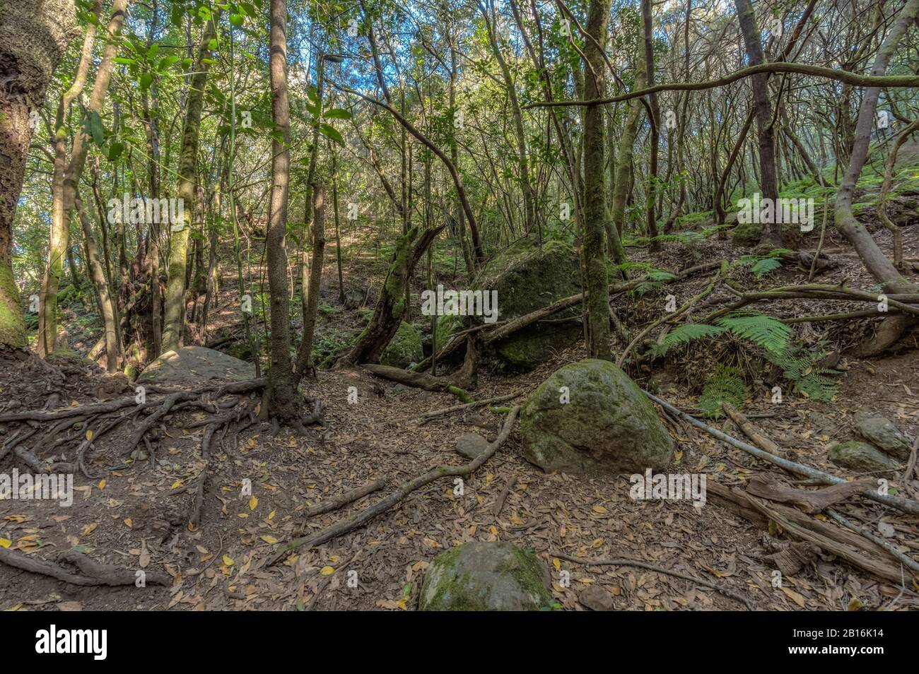 Relict forest on the slopes of the mountain range of the Garajonay ...