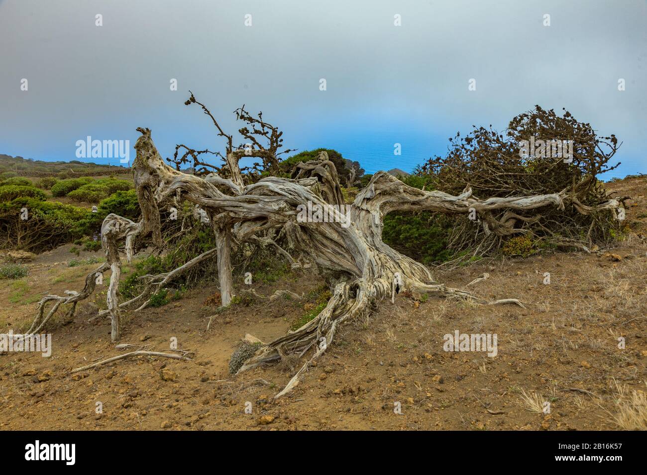 Ground juniper juniperus hi-res stock photography and images - Alamy