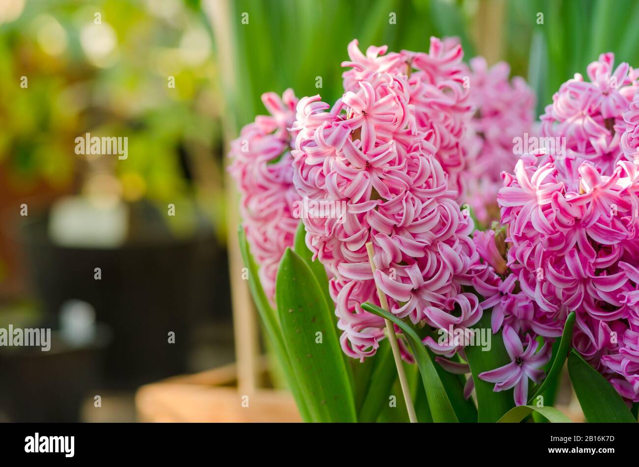 Pink common hyacinth, garden hyacinth, Dutch hyacinth Stock Photo - Alamy