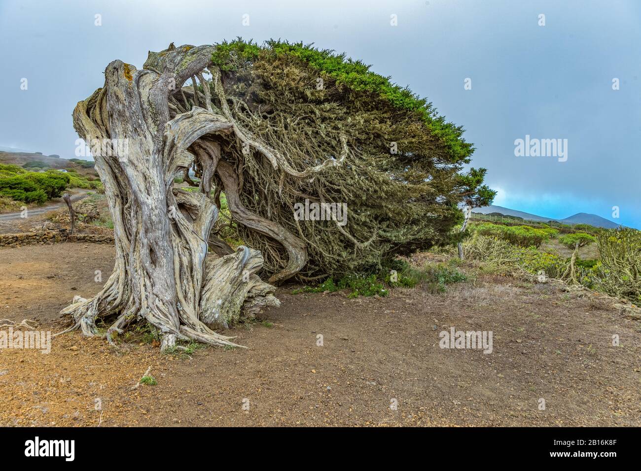 Gnarled Giant juniper trees twisted by strong winds. Trunks creep on the ground. El Sabinar ...