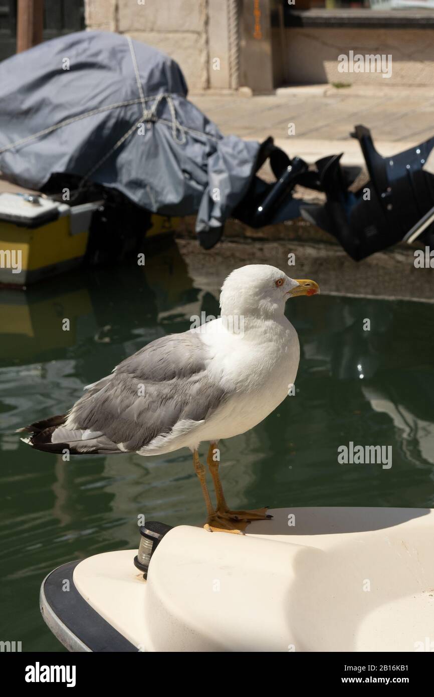 Seagull model posing on boat in one of Canal in Venice, Italy during ...