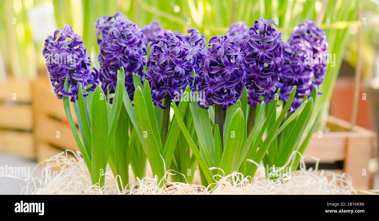Hyacinth 'Delft Blue' bloomed in the greenhouse Stock Photo - Alamy