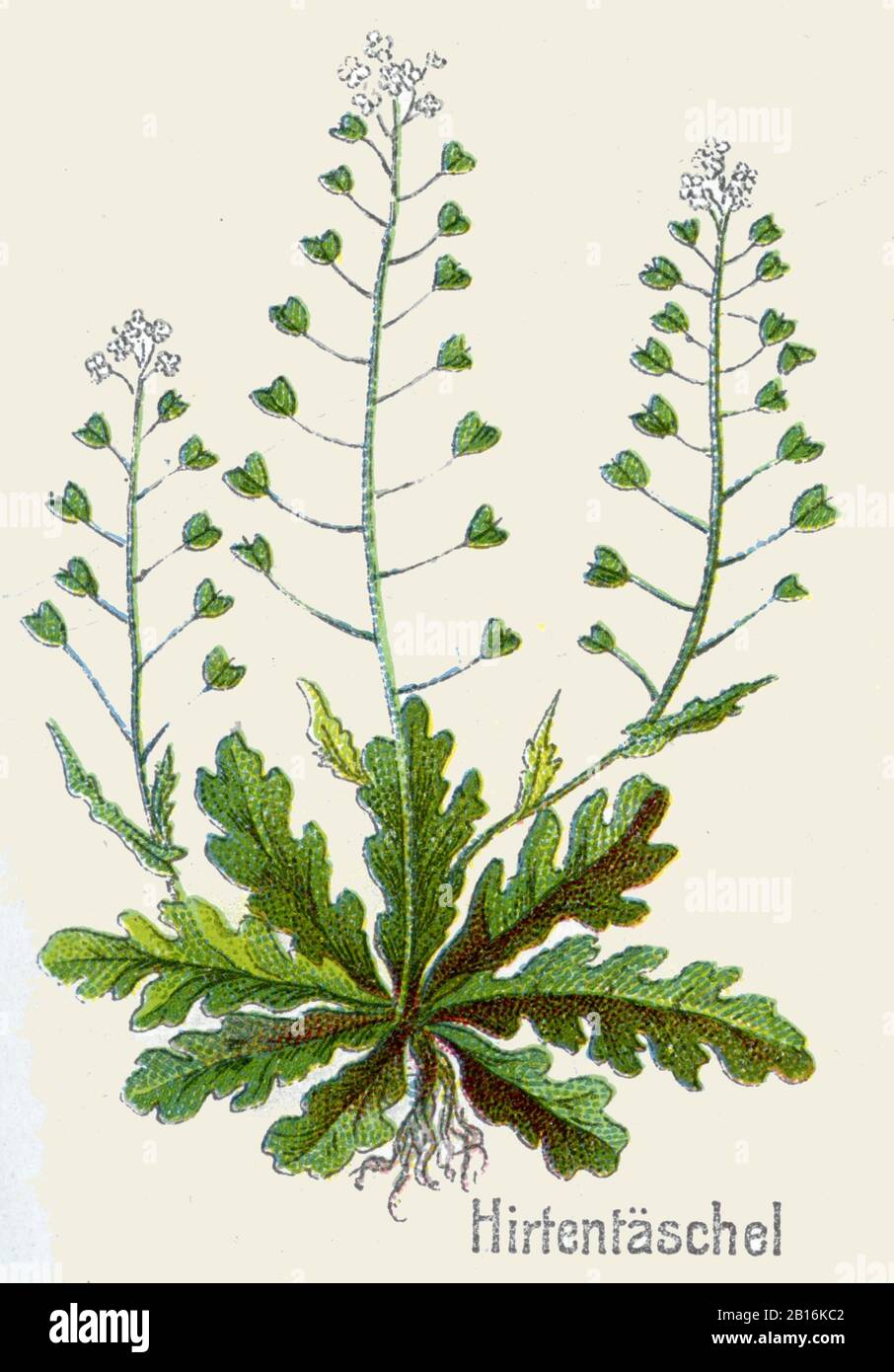 Capsella Bursa Pastoris