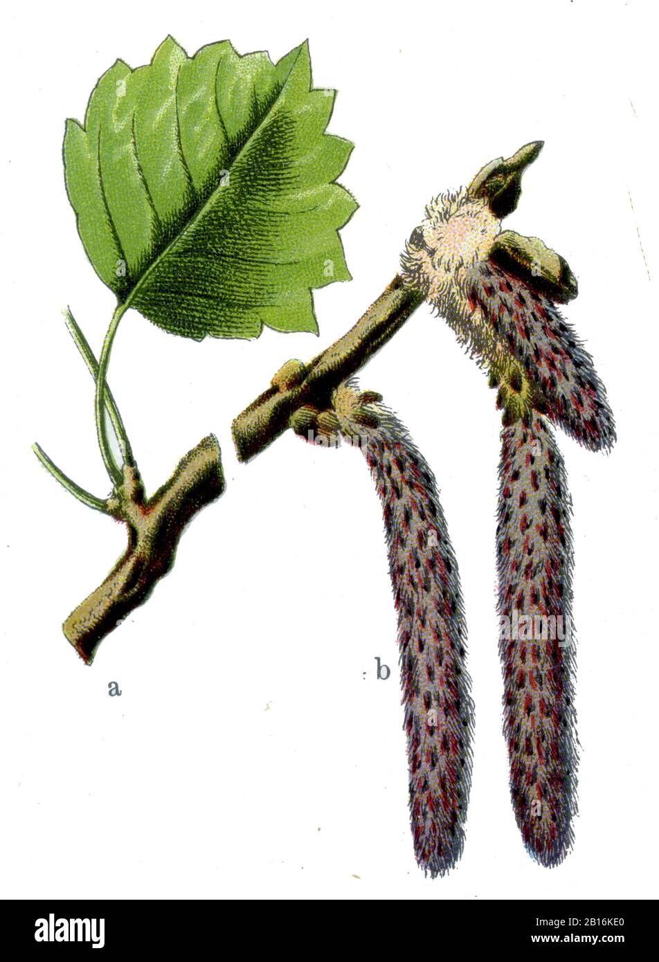 aspen, Populus tremula, Zitterpappel, tremble, (botany book, 1909 Stock ...