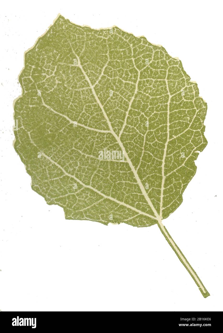 aspen, Populus tremula, Zitterpappel, Espe: Blatt, tremble Stock Photo ...