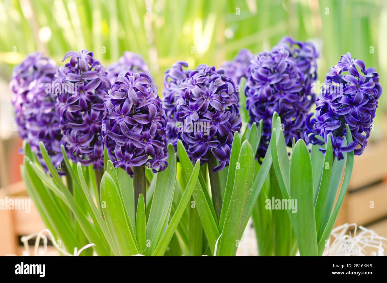 Hyacinth 'Delft Blue' bloomed in the greenhouse Stock Photo - Alamy