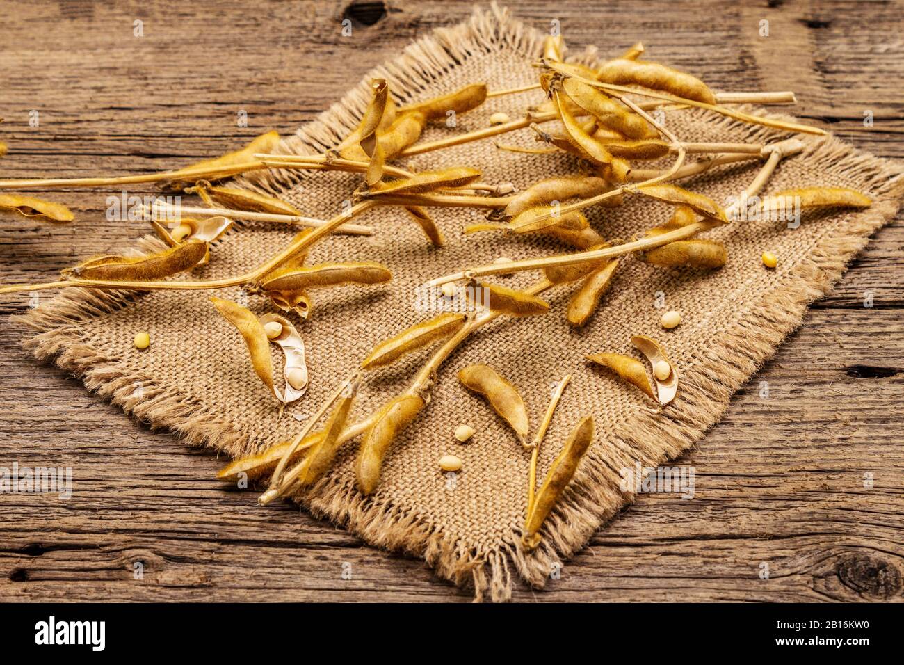 Ripe dry soybeans in pods. Cultivated organic agricultural crop ...
