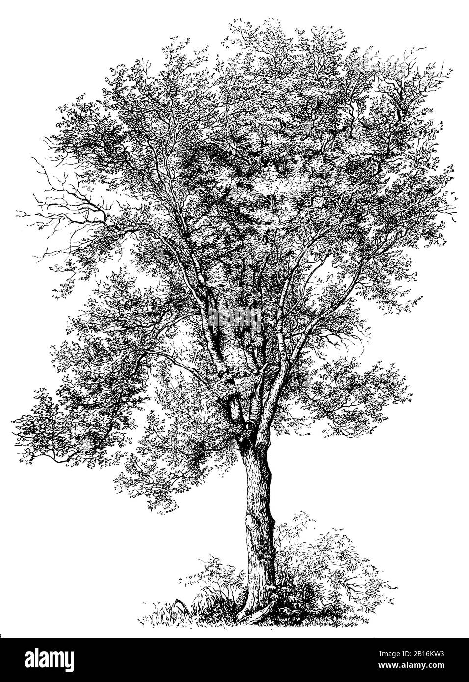 aspen, Populus tremula, Zitterpappel, tremble, (encyclopedia, 1898 ...