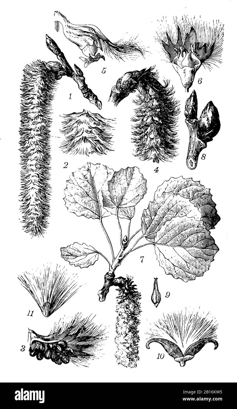 aspen, Populus tremula, Zitterpappel, tremble, (encyclopedia, 1898 ...