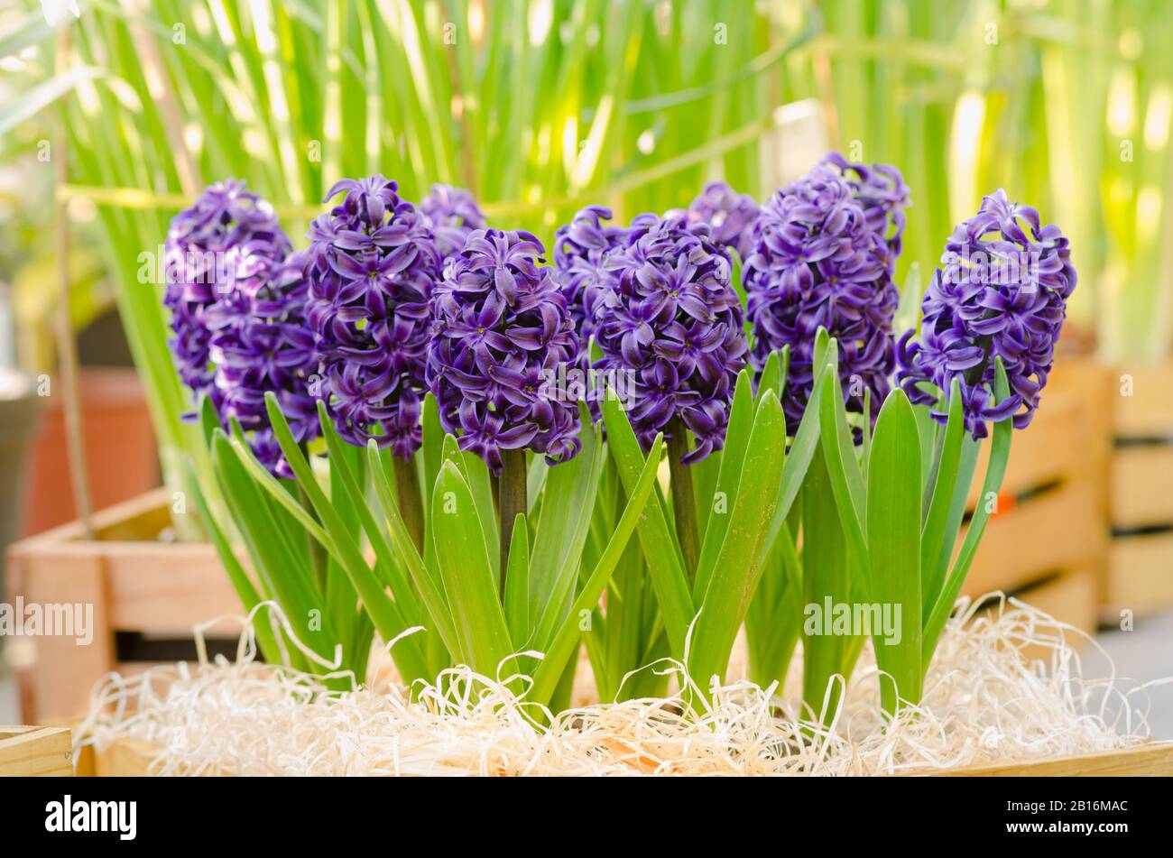 Hyacinth 'Delft Blue' bloomed in the greenhouse Stock Photo - Alamy