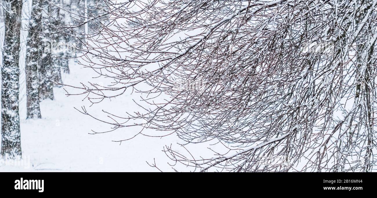Snowing landscape, winter holiday concept - Fairytale fluffy snow ...