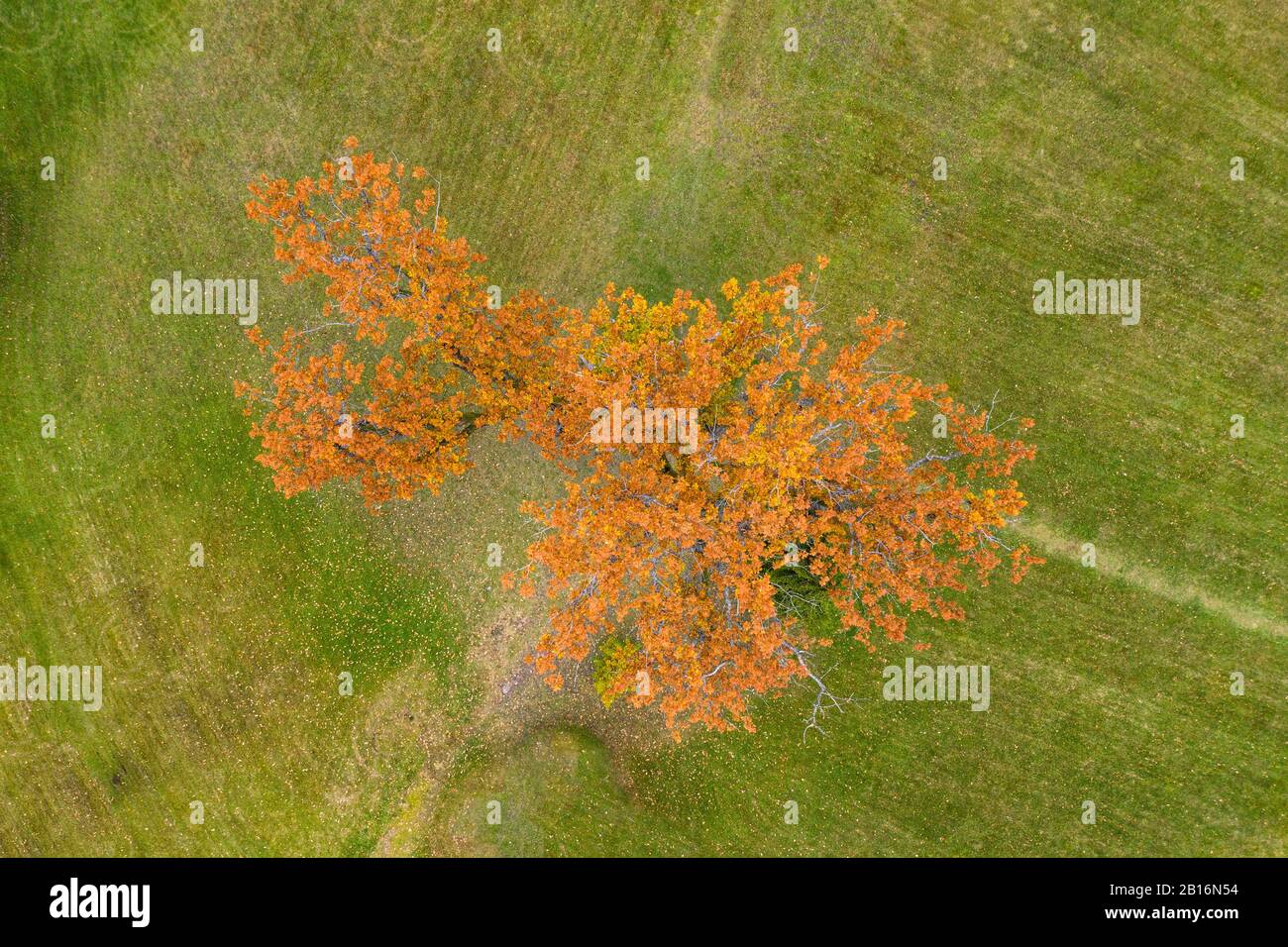 A single oak tree in autumn colors. Orange color deciduous tree in ...