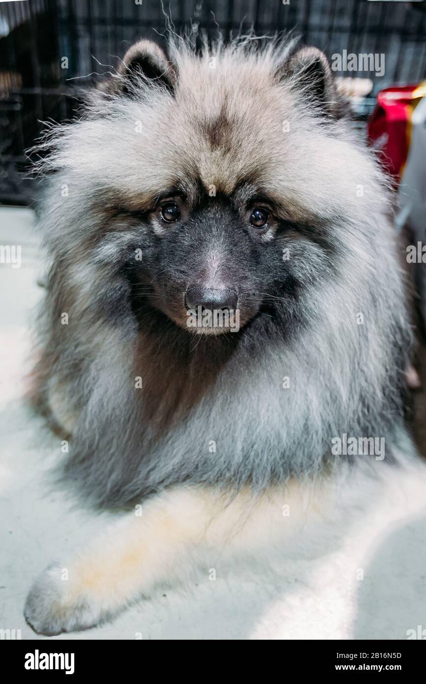 Wolfspitz hi-res stock photography and images - Alamy