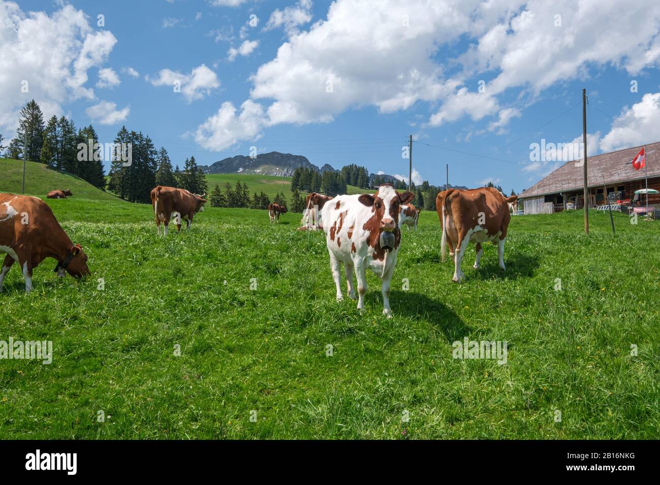 Alpine landscape with grazing cows, Switzerland Stock Photo - Alamy