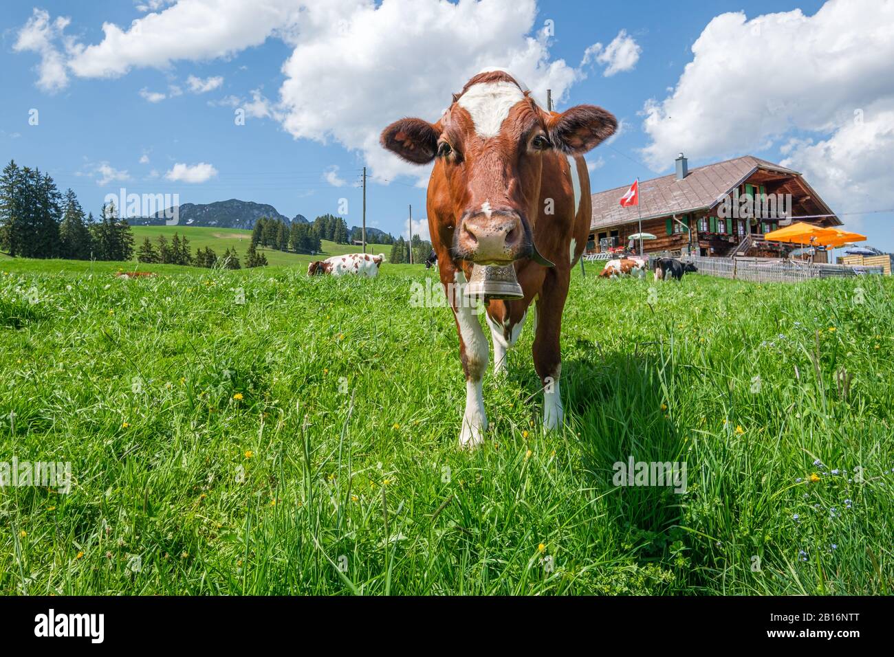 Alpine landscape with grazing cows, Switzerland Stock Photo - Alamy