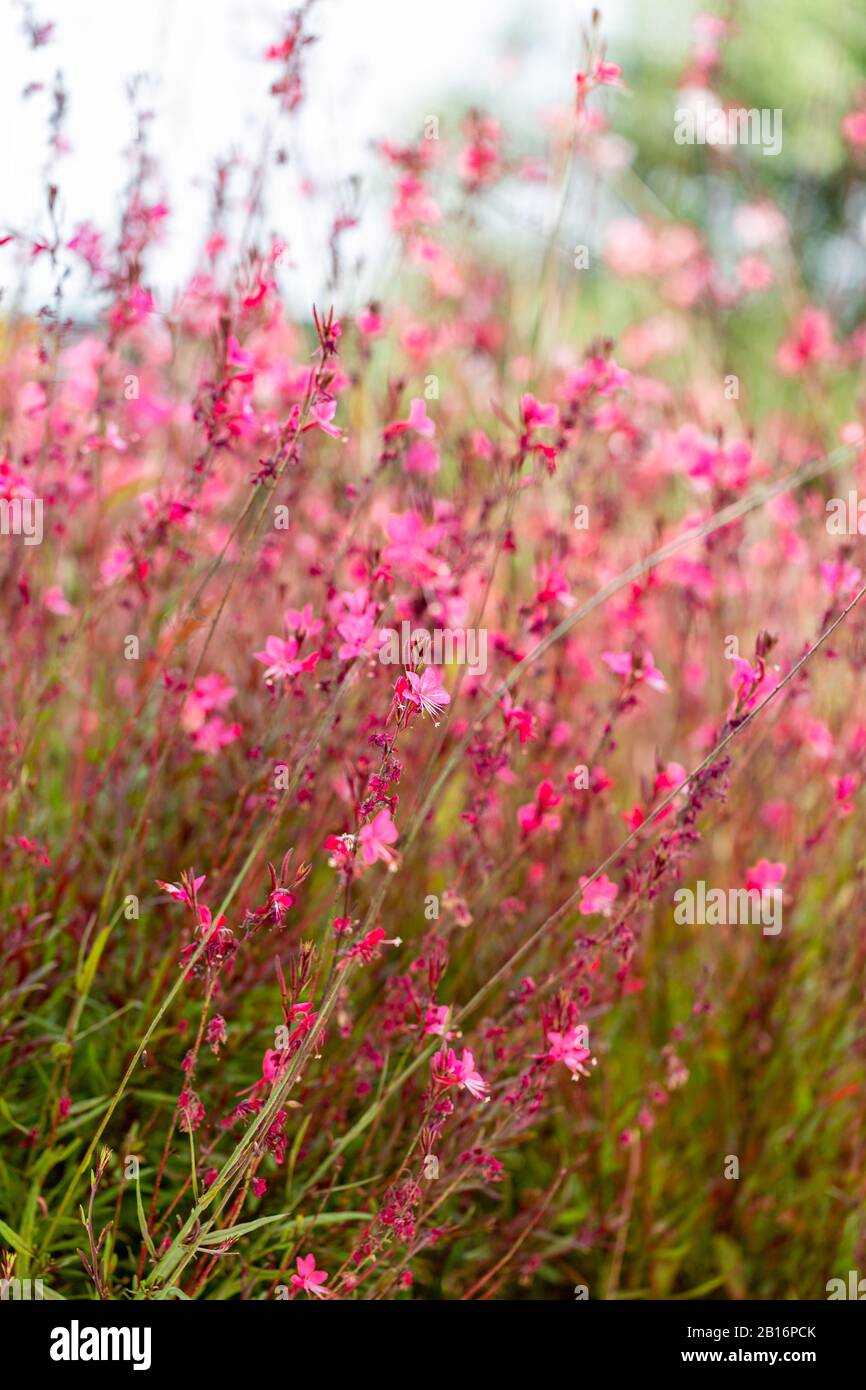 Pink flower of Gaura lindheimeri or Australian Butterfly Bush on a ...