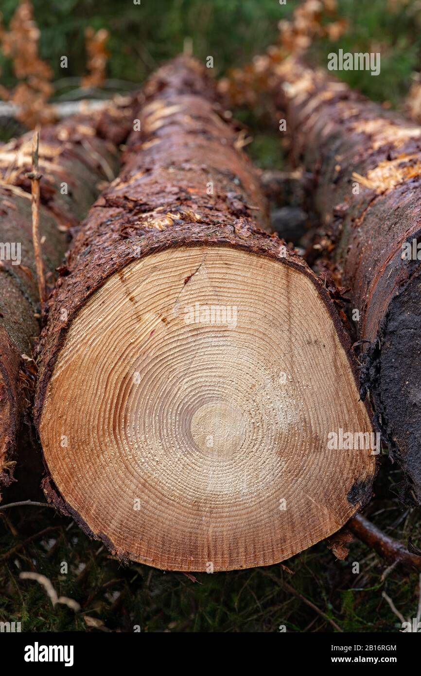 Wood logs prepared for export from the forest. Stacked wood. Spring ...