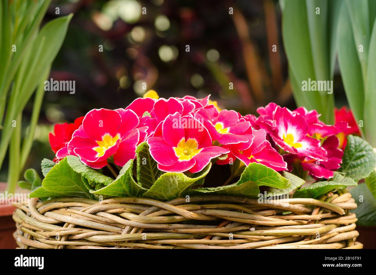 Colorful bright primrose flowers in a basket Stock Photo - Alamy