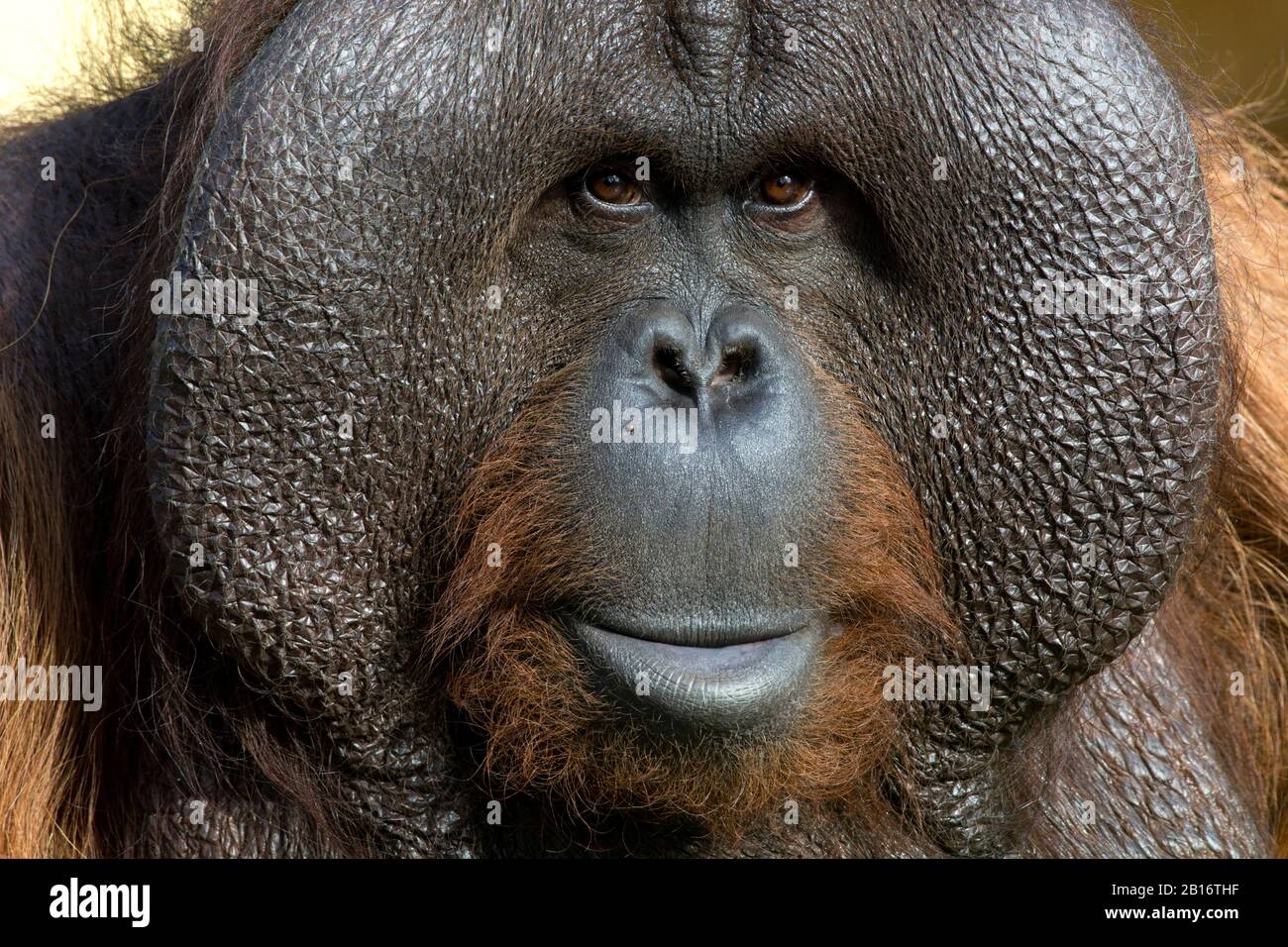 Rise Of The Planet Of The Apes Orangutan
