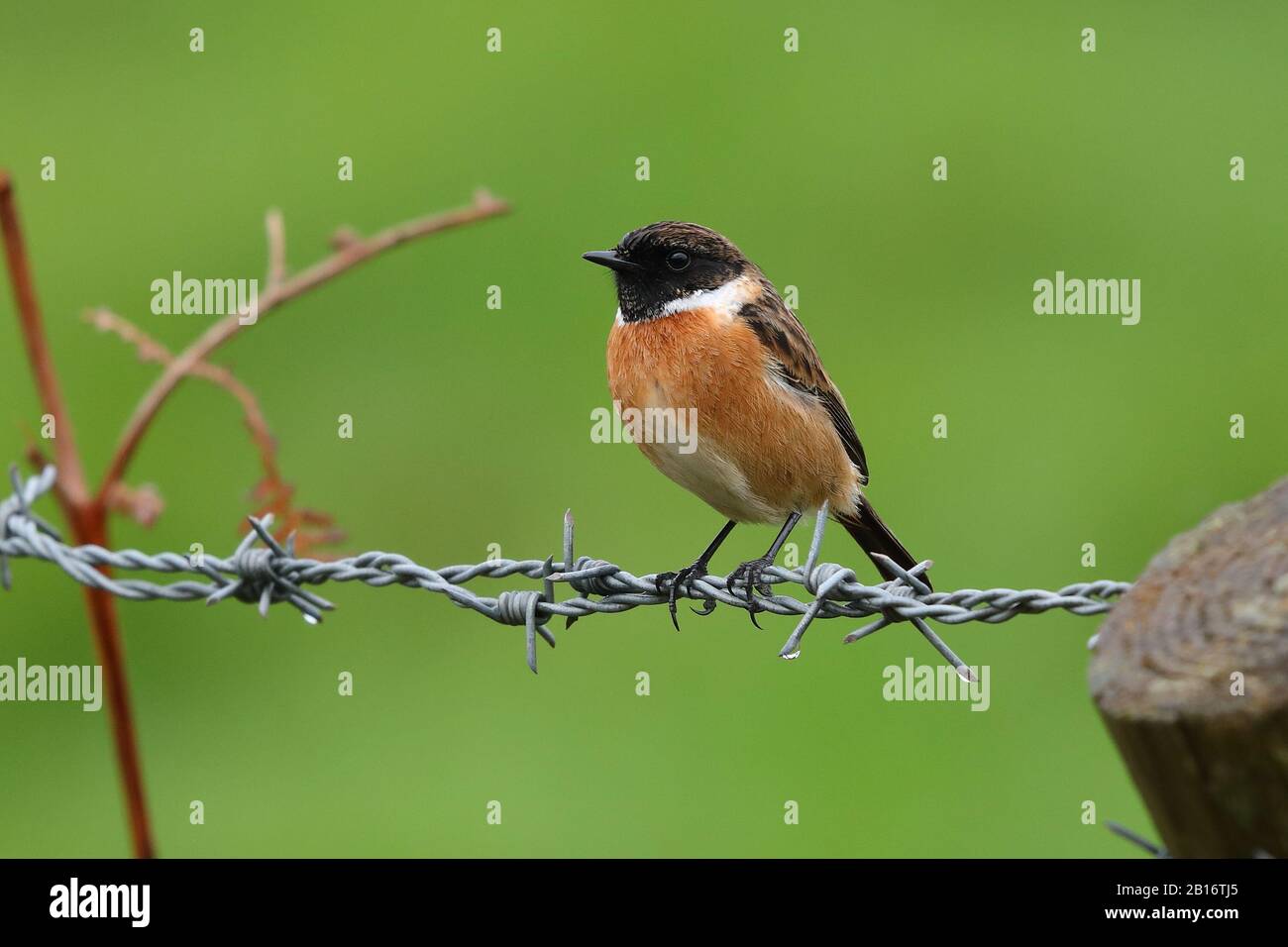 Male european stonechat hi-res stock photography and images - Alamy