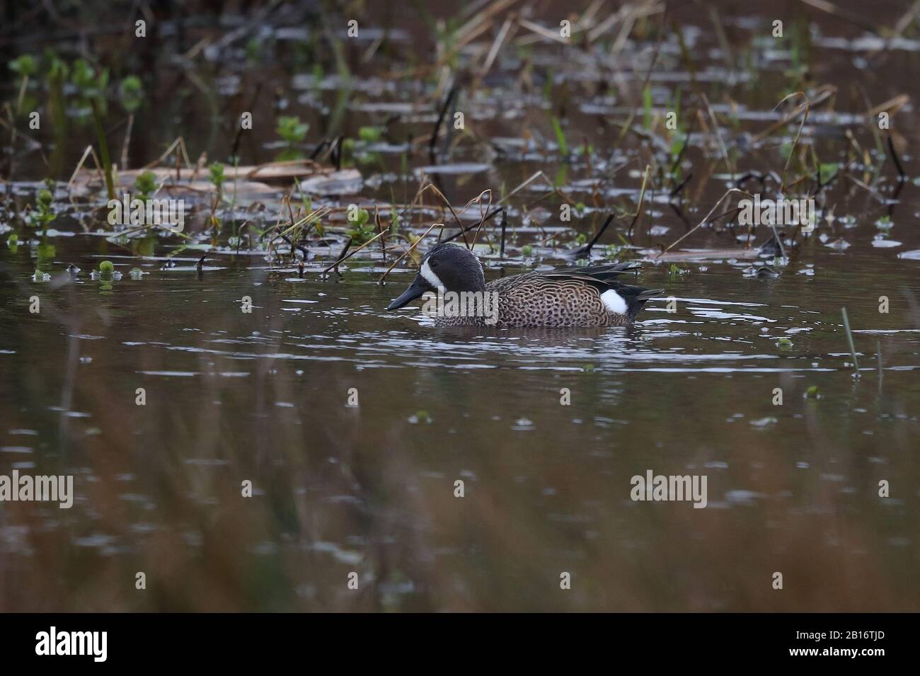 Blue winged teal drake hi-res stock photography and images - Alamy