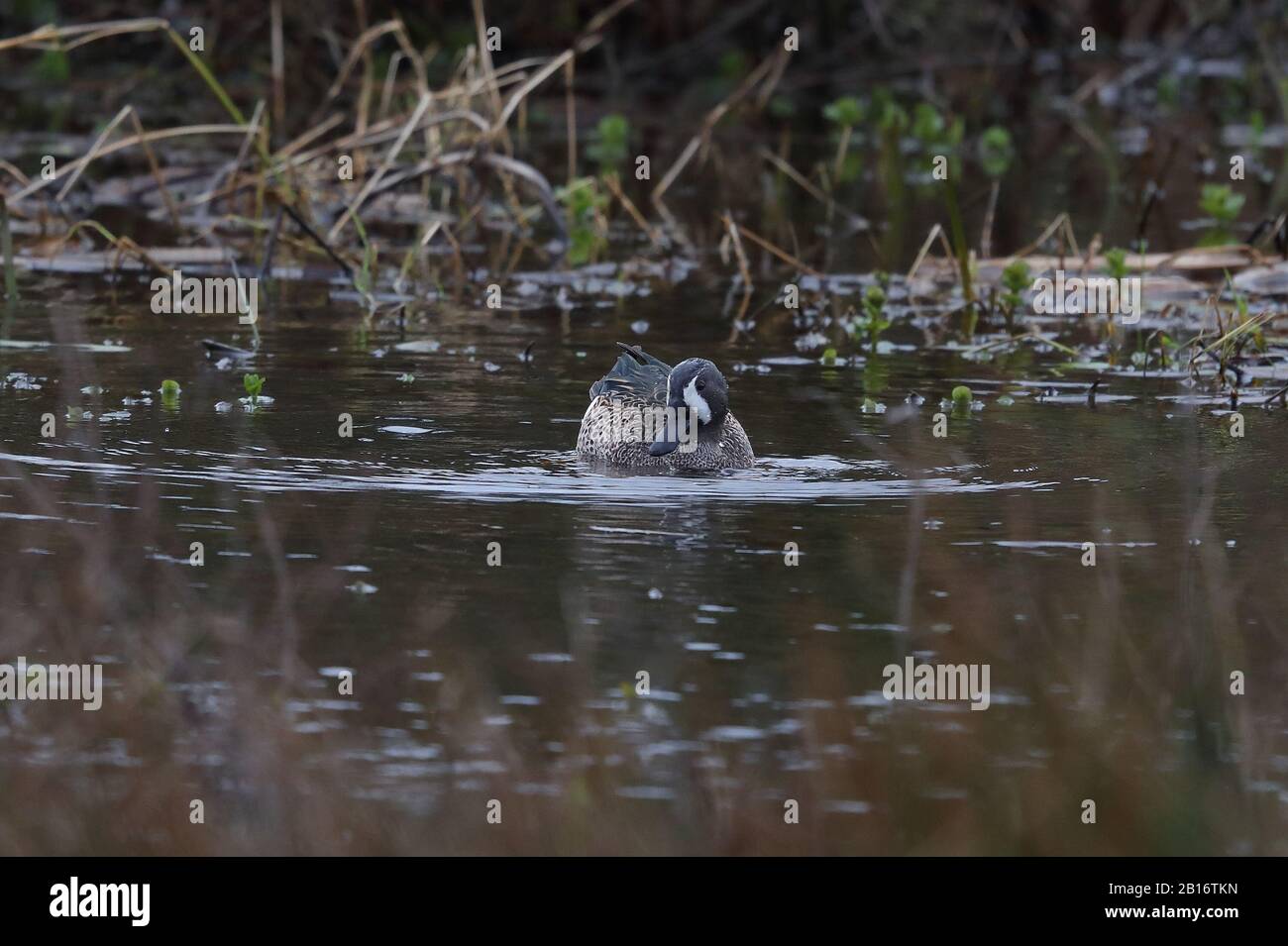 Blue winged teal drake hi-res stock photography and images - Alamy