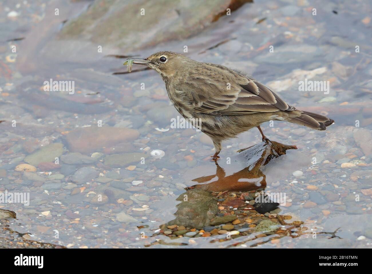 Rock pipits anthus petrosus hi-res stock photography and images - Alamy