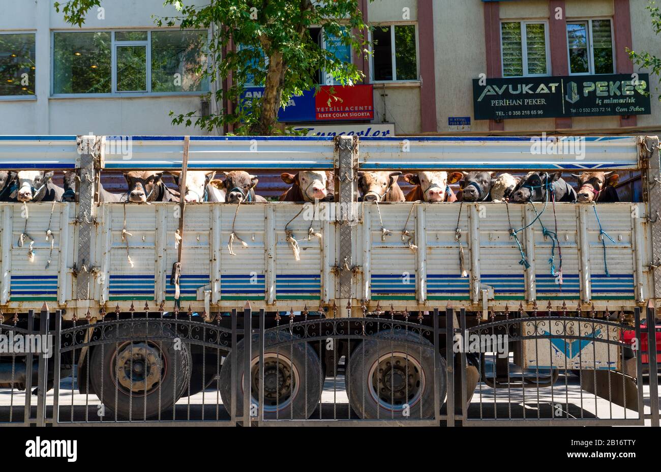 Transporting cattle container hi-res stock photography and images - Alamy