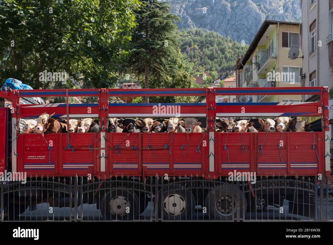 Transporting farm animals hi-res stock photography and images - Alamy