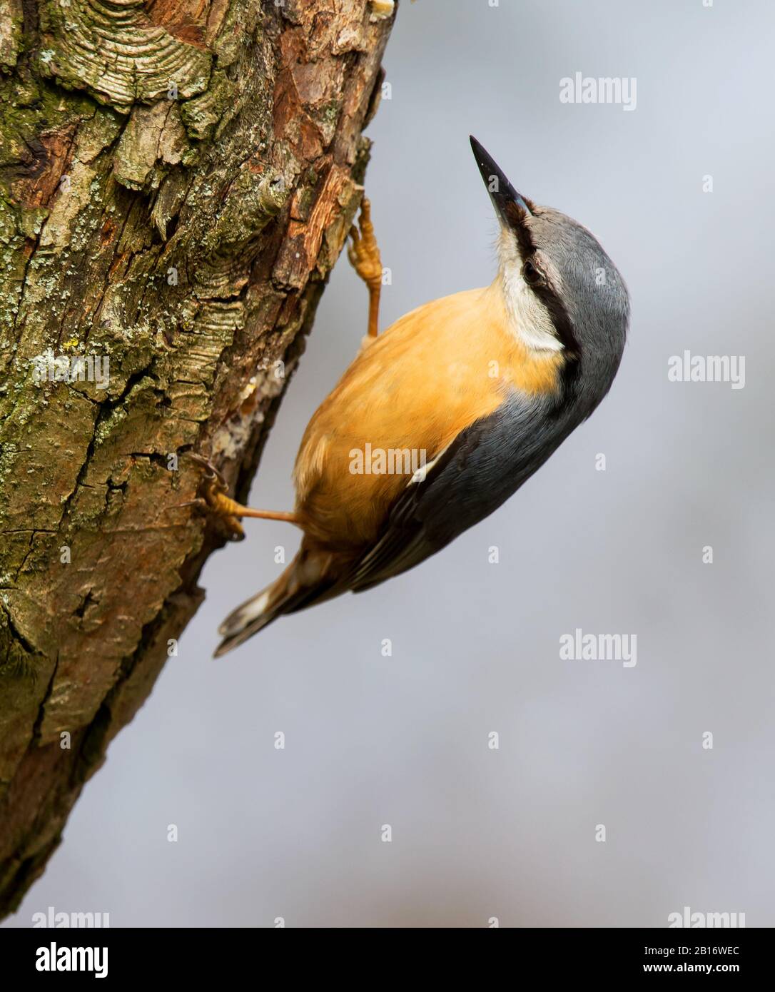 Nuthatch feeding on a tree trunk Stock Photo - Alamy