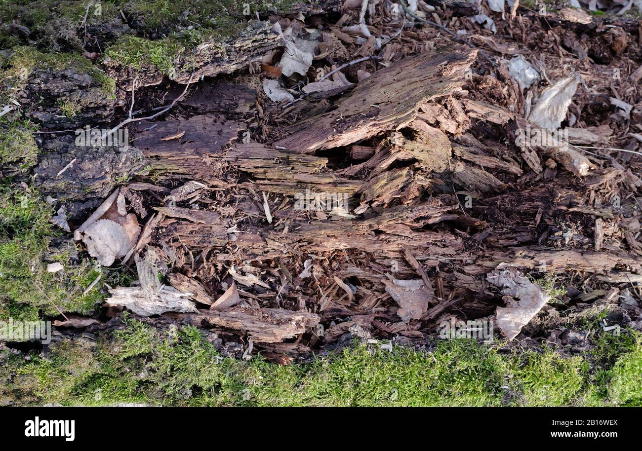 Decaying organic material hi-res stock photography and images - Alamy