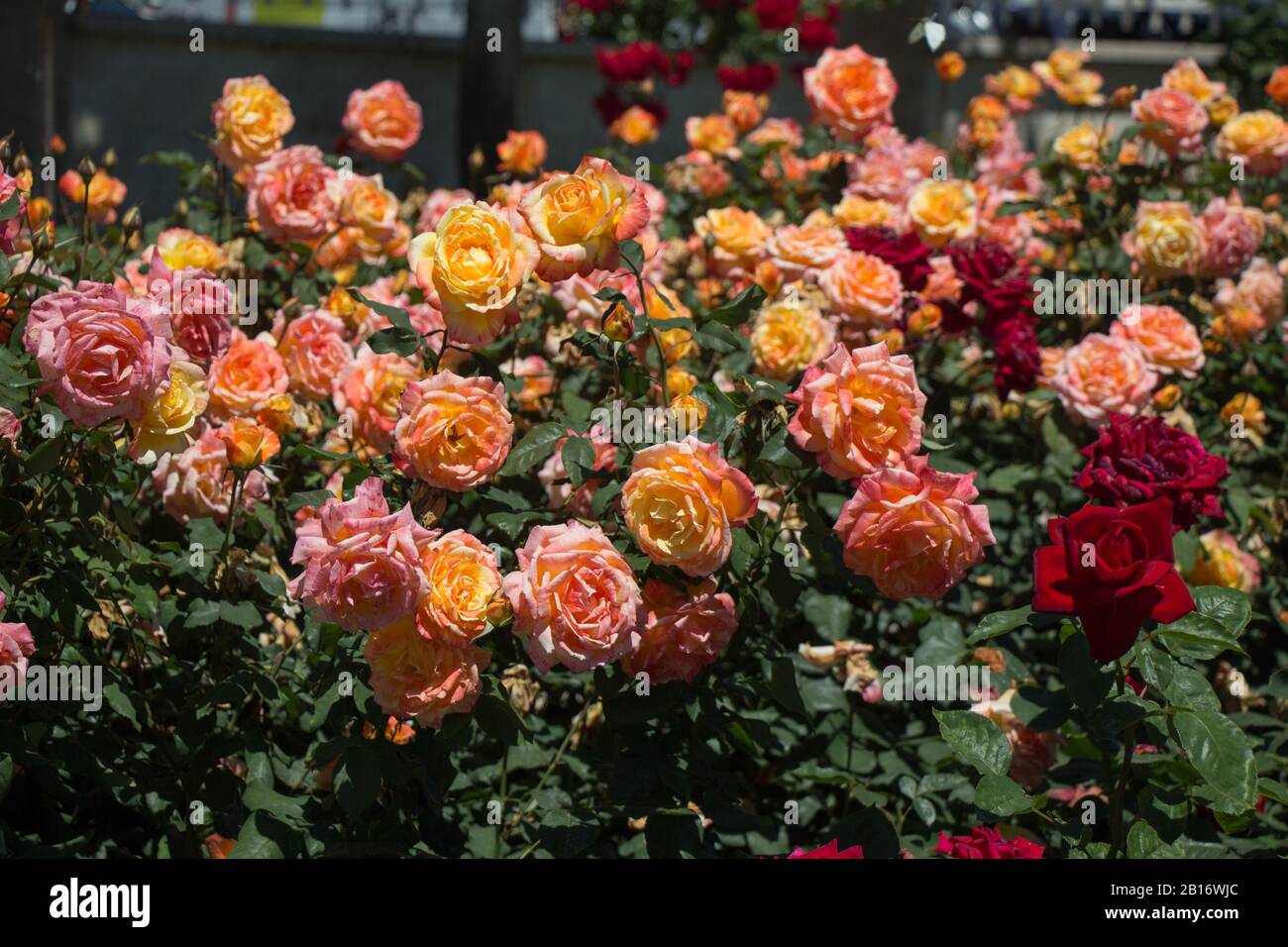 Beautiful colorful roses in a rose garden Stock Photo - Alamy