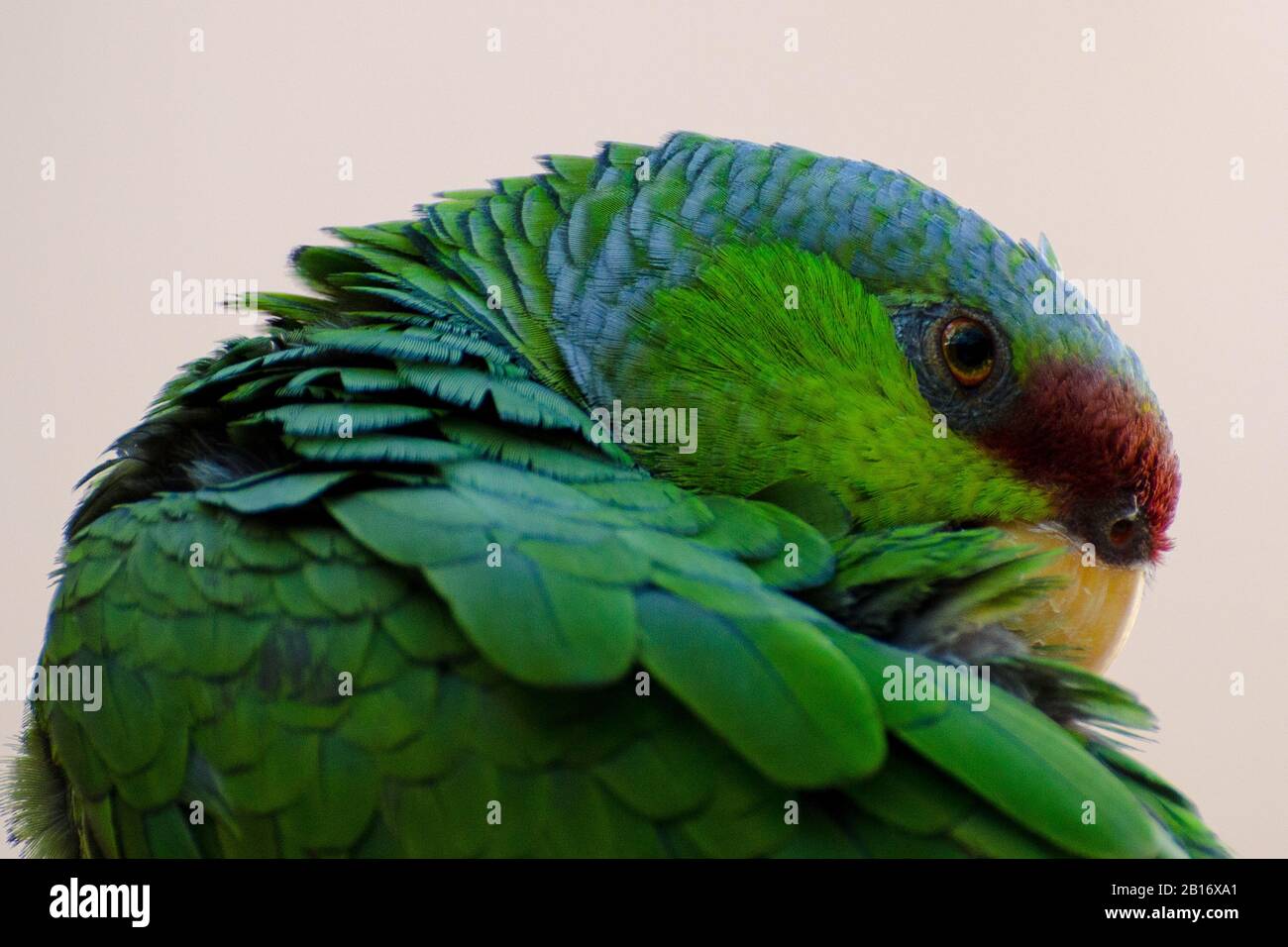 Lilac-crowned Amazon Parrot Preening and Grooming Stock Photo - Alamy