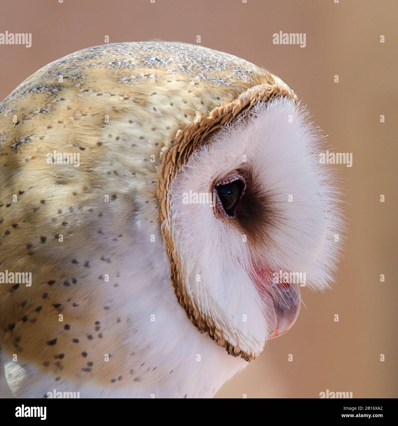 Barn Owl Portrait Isolated on background Stock Photo - Alamy