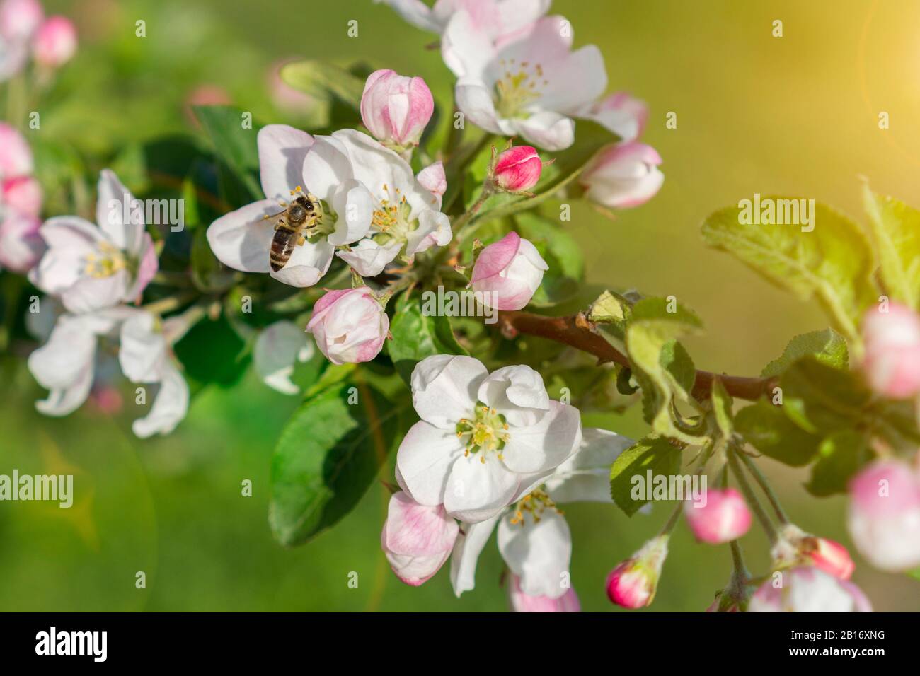 Honey bee pollinating apple blossom. The Apple tree blooms. Spring ...