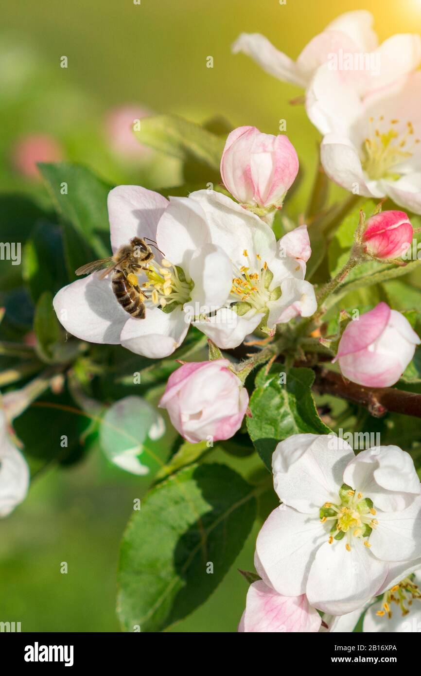 Honey bee pollinating apple blossom. The Apple tree blooms. Spring ...
