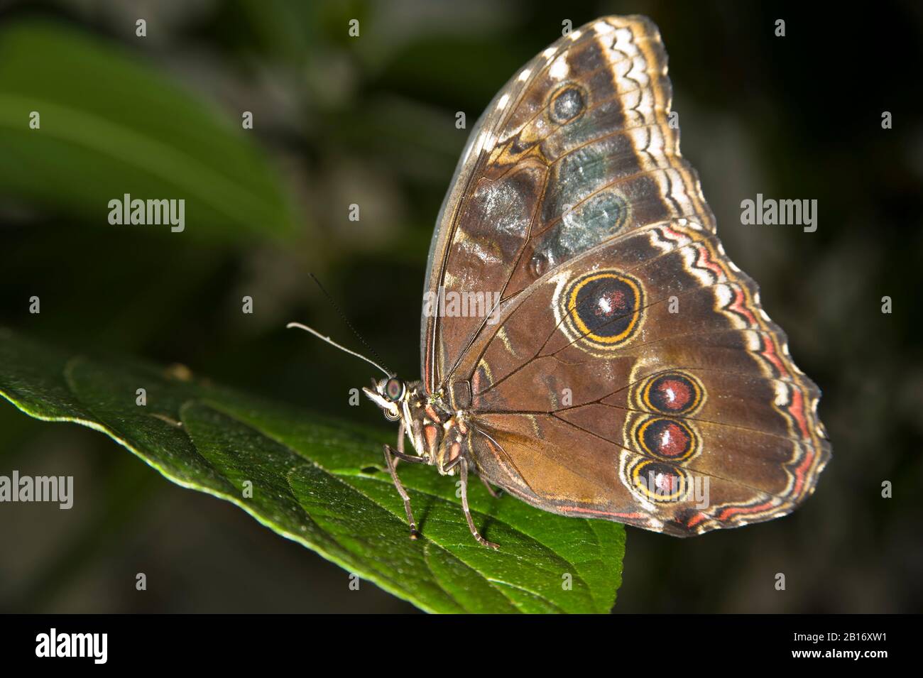Blue Morpho Butterfly - Morpho peleides Stock Photo - Alamy