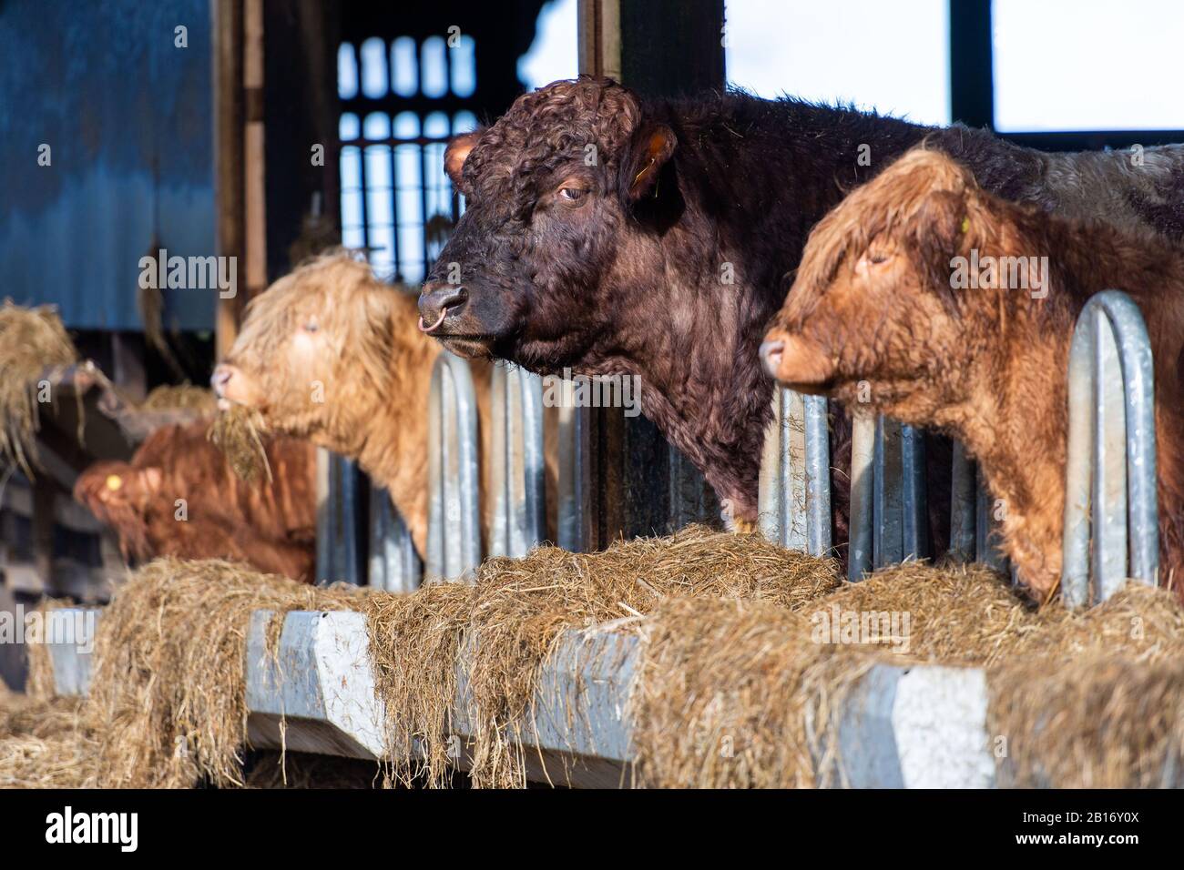 Farm and country park hi-res stock photography and images - Alamy