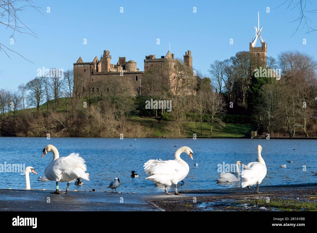 Linlithgow Loch Swan High Resolution Stock Photography and Images - Alamy