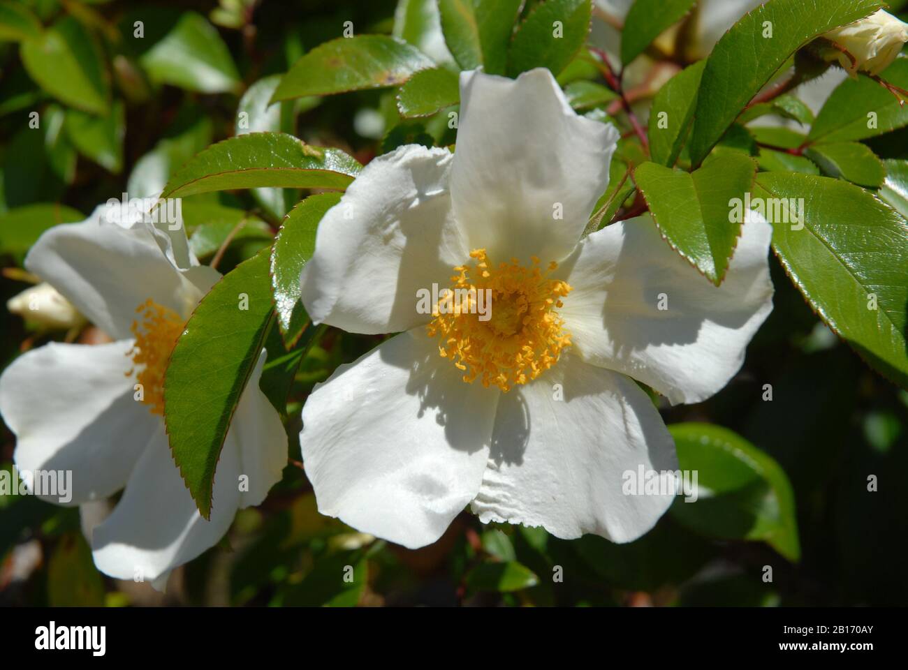 Cooper's Burmese Rose, also known as R. Laevigata cooperi Stock Photo ...