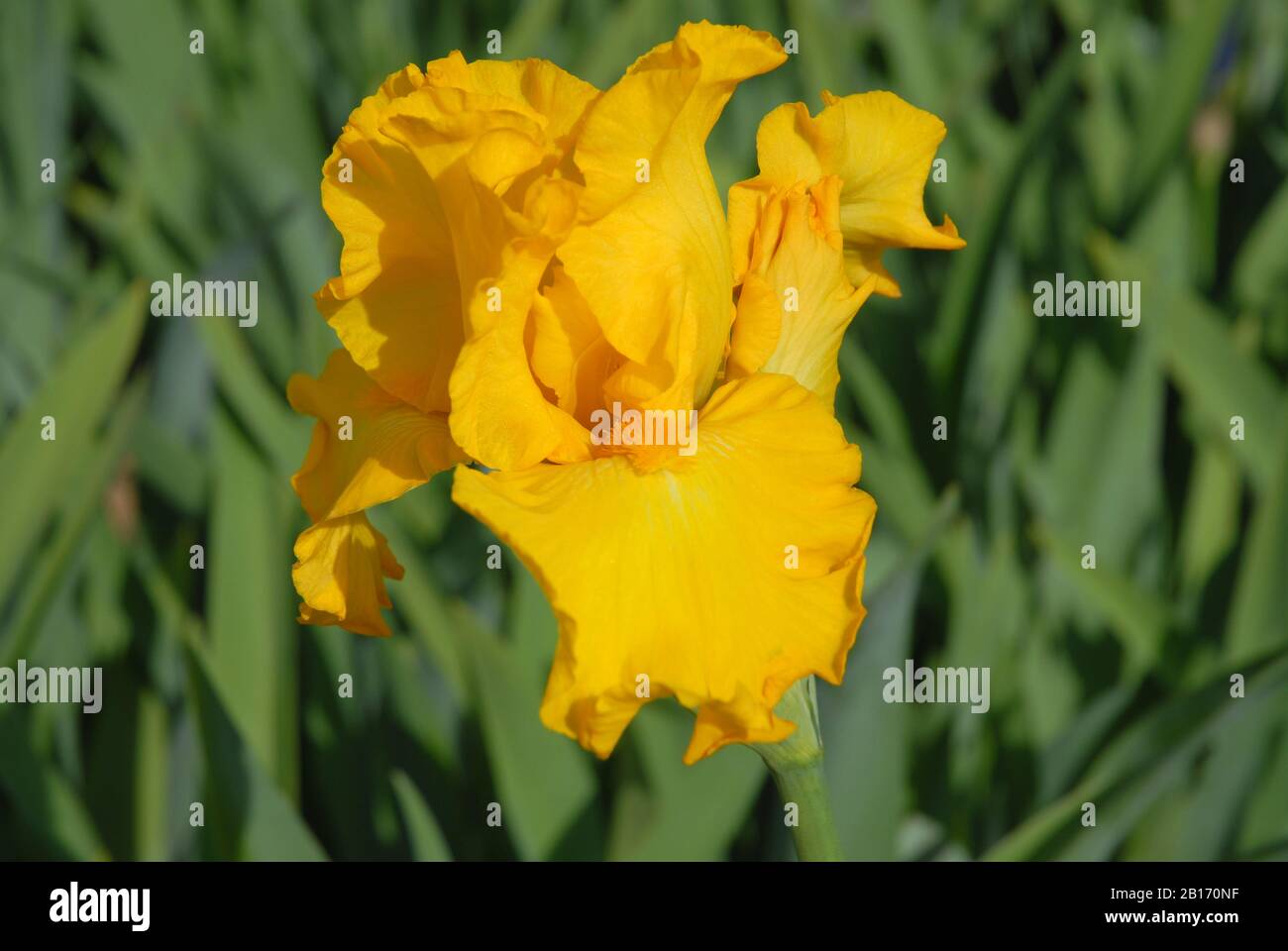 Tall bearded iris, Vibrant, in a flower bed Stock Photo - Alamy